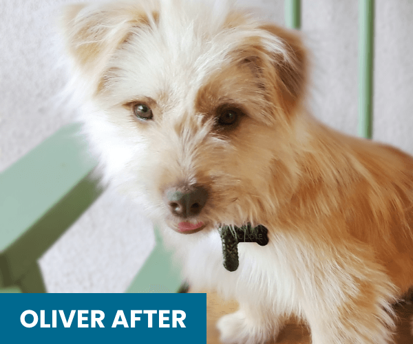 Animal Shelters - Jenny Dougherty | Creative Director