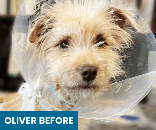 Animal Shelters - Jenny Dougherty | Creative Director